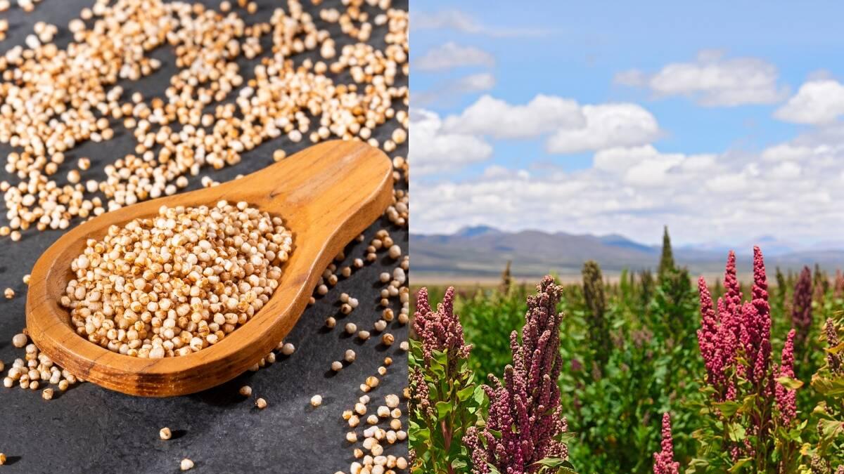 Conozca la semilla mexicana catalogada como 'superalimento' por la ciencia