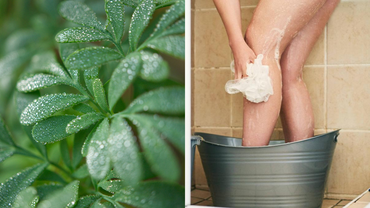 Baño con ruda: poderoso ritual para eliminar las malas energías y ...