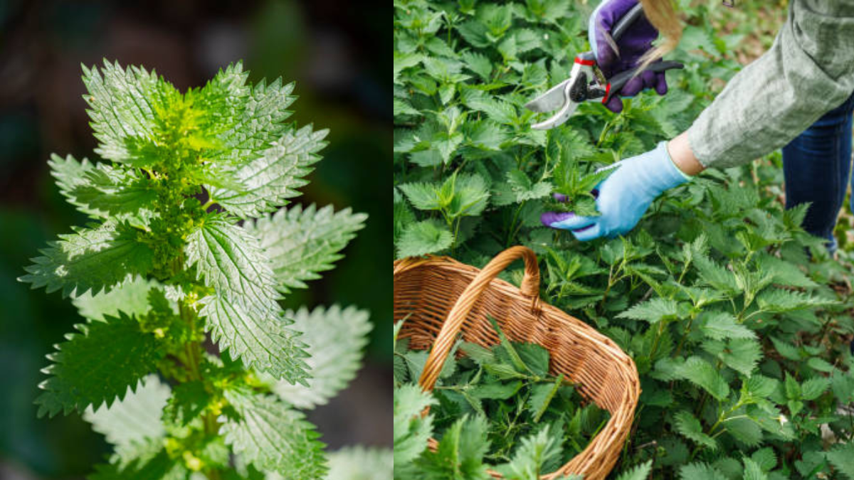 La famosa planta que sirve para detener hemorragias externas y uterinas