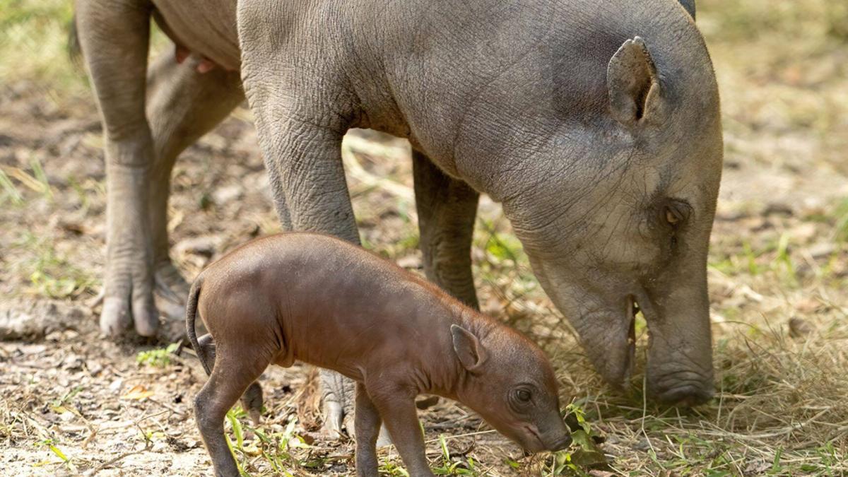 El zoológico de Miami que alberga una especie única y en peligro de ...