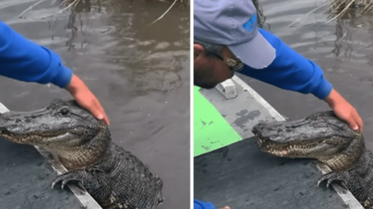 Cocodrilo se hace viral en redes por dejarse alimentar y acariciar por ...