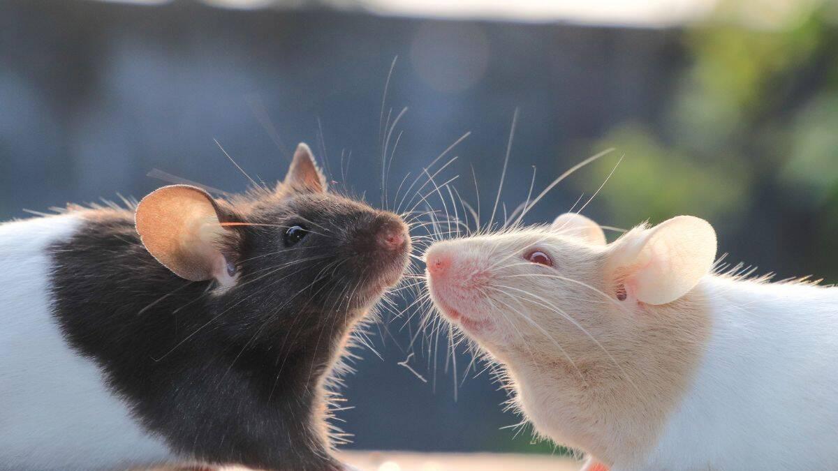 El secreto que guardan los bigotes de los ratones y revoluciona la ...