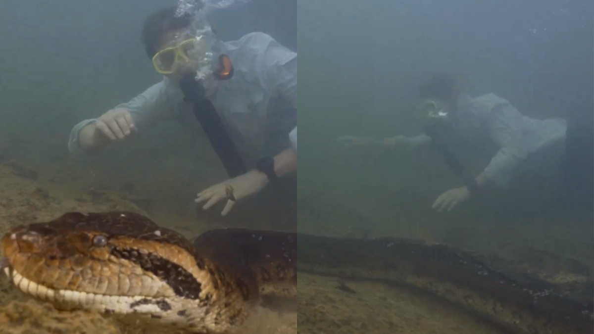 Anaconda: la serpiente más grande del mundo en el Amazonas; video