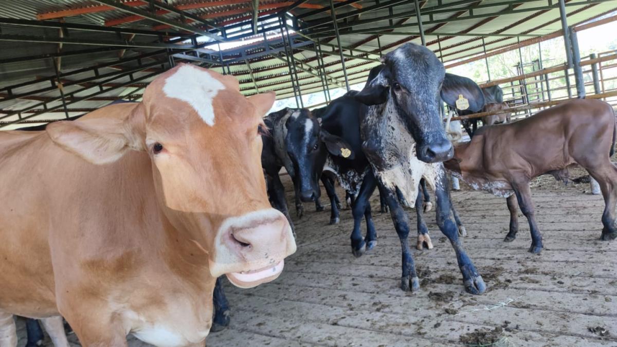 Colombia enlechada: los componentes de la crisis del sector lechero