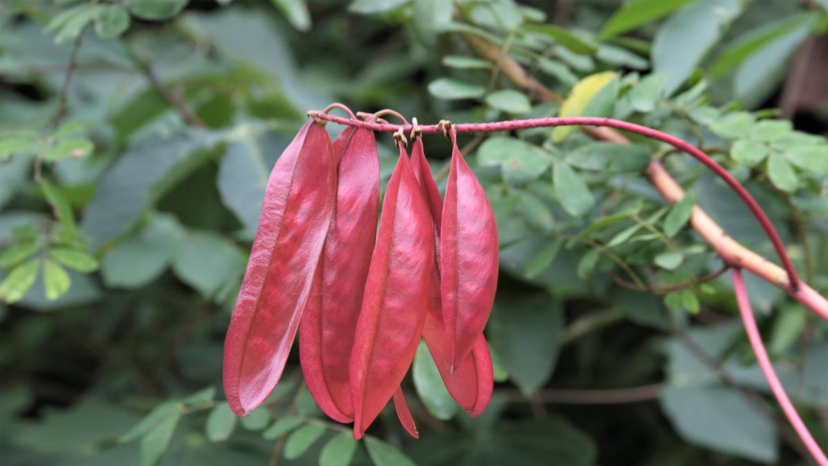 ¿Sabe qué es la Tara? Le contamos qué enfermedades ayuda a combatir ...