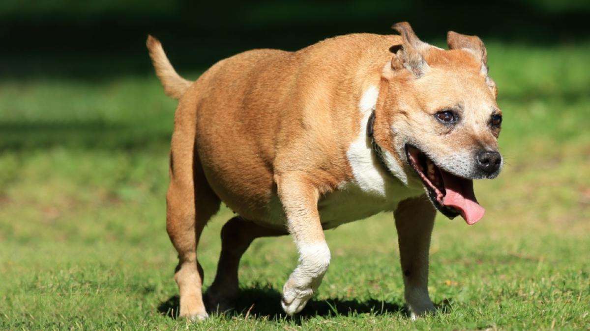 Perros obesos: los graves peligros que tiene el sobre peso en la salud ...