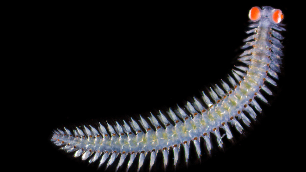 Descubren nueva especie de gusano en el Mediterráneo con ojos de otro mundo