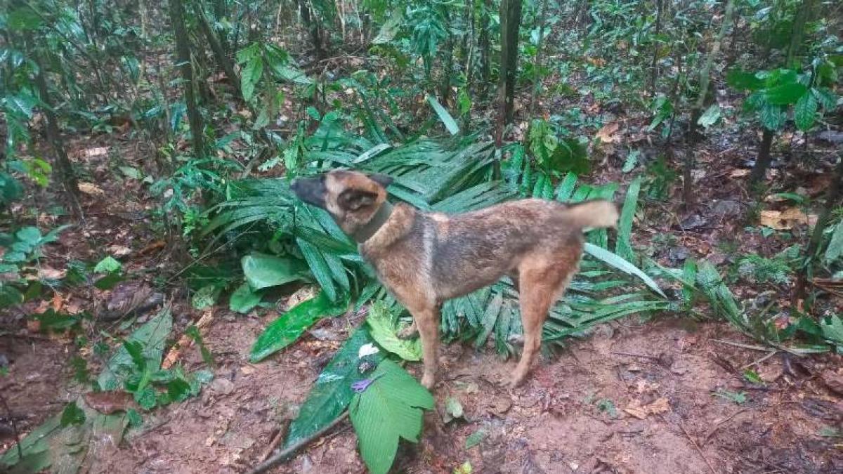 ¿Qué pasó con el perro Wilson? General habla sobre accidente de ...