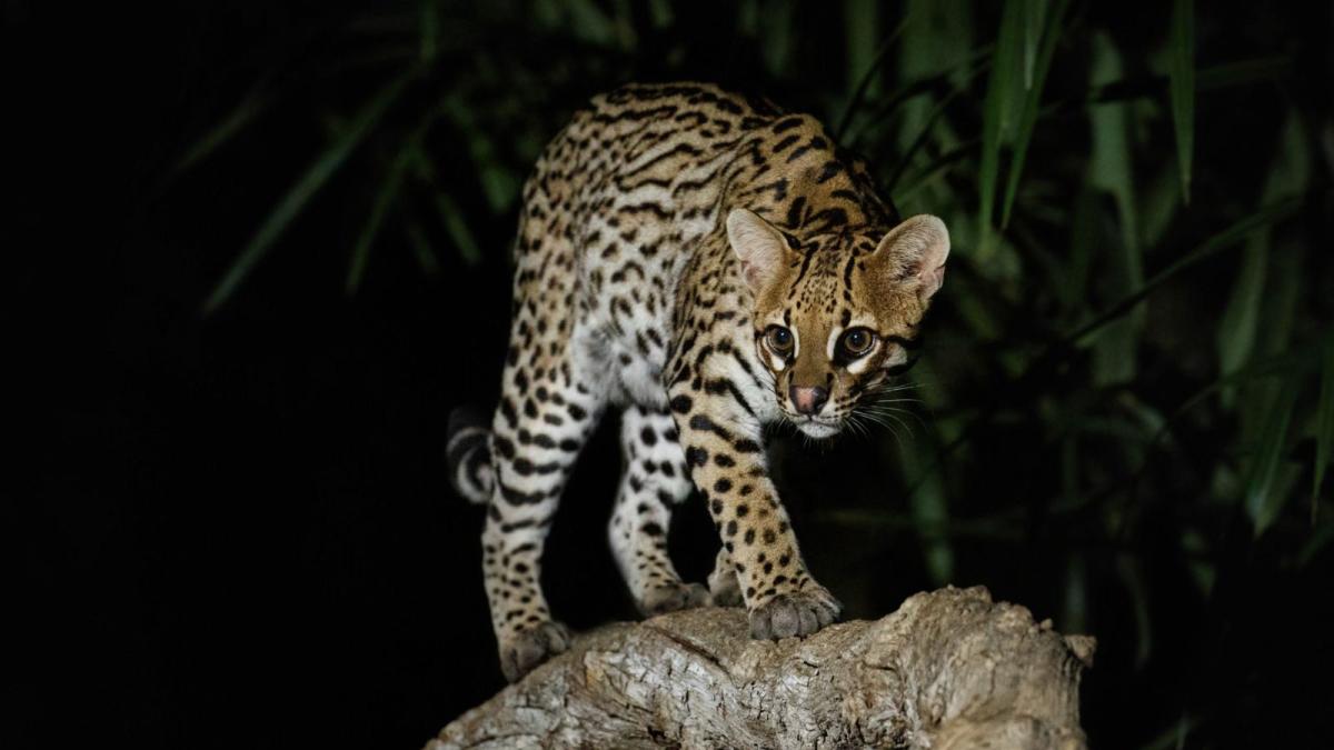 Ataque de felino atemoriza a habitantes de zona rural de Villavicencio