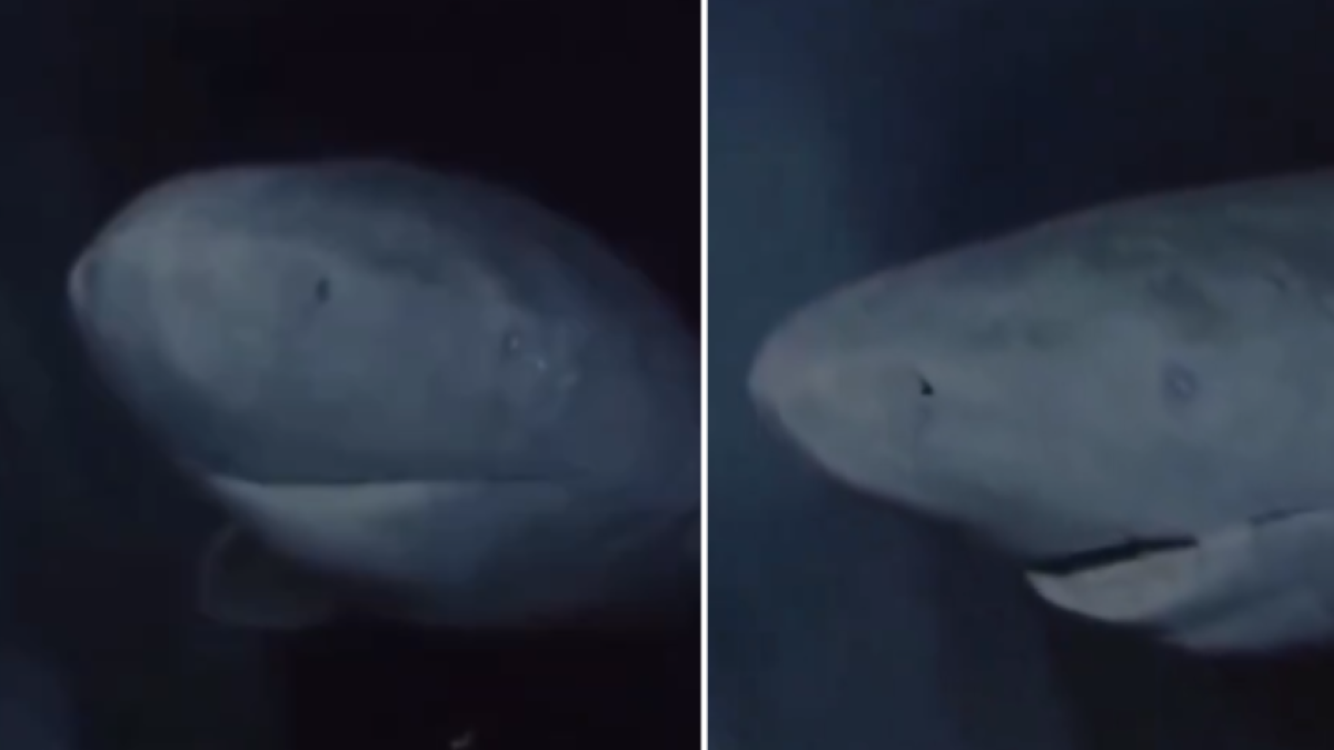 Video: captan increíble tiburón de Groenlandia de más de 300 años en el ...