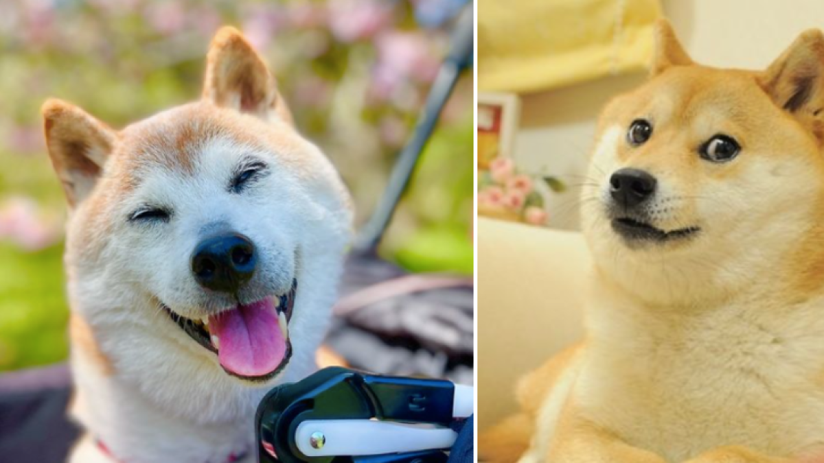 Murió a sus 18 años la perrita Kabosu, imagen del meme viral Doge que ...