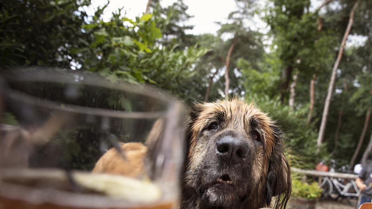 Florida: quiso entrar con su perro a un bar, no lo dejaron y se vengó ...