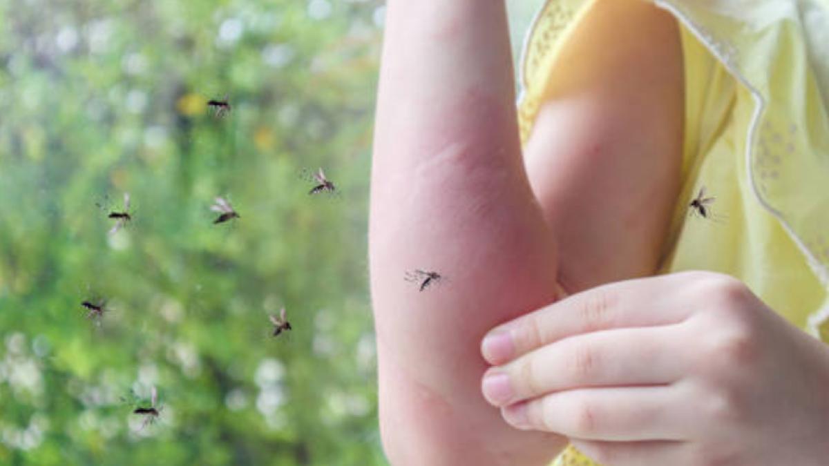 ¿Qué bicho me picó? Sepa por la apariencia de la roncha cuál insecto lo ...