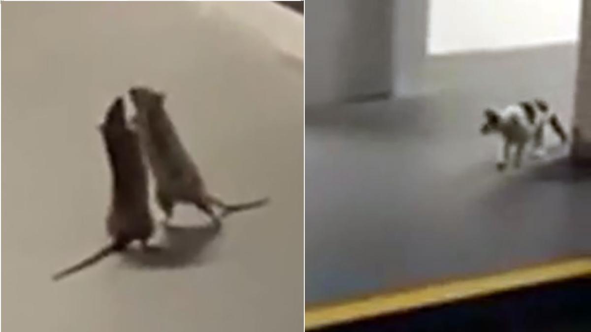 Así registraron la curiosa reacción de un gato que presenció una pelea ...