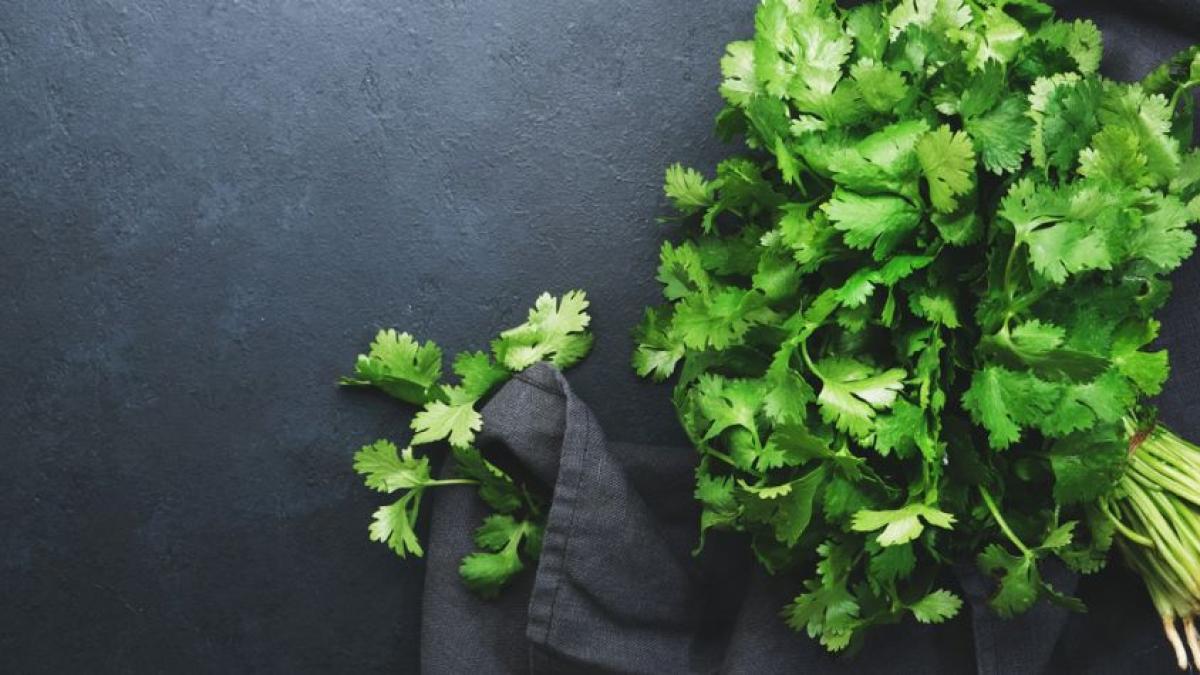 Los devotos de la raíz del cilantro: ¿qué beneficios tiene para su ...