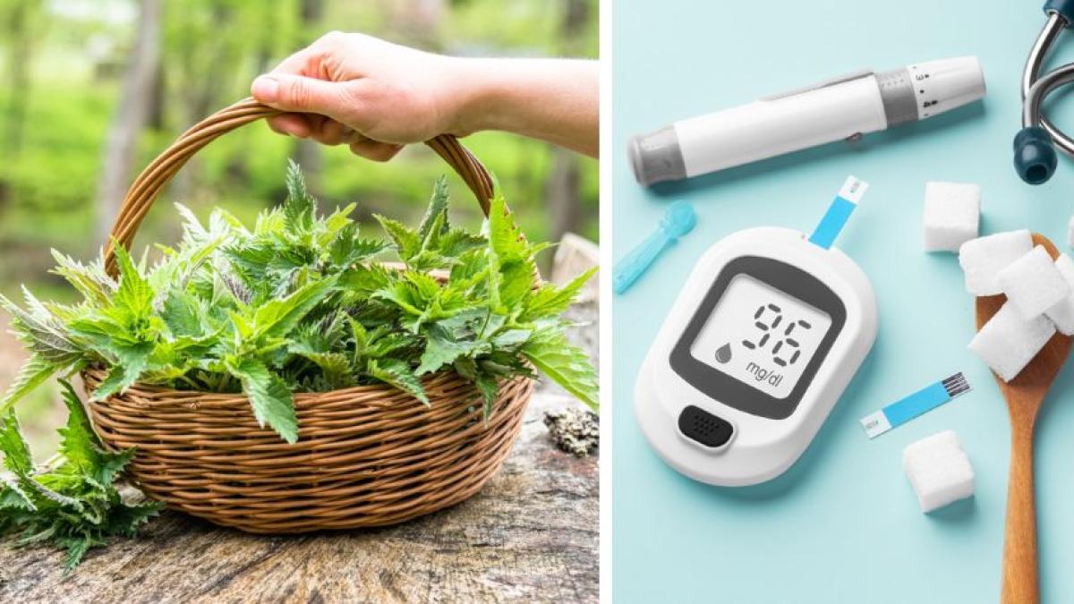 La hierba que ayudaría a nivelar el azúcar en el cuerpo y regular la ...