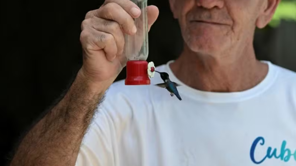 Colibrí abeja: así es la especie de ave más pequeña del mundo que mide ...