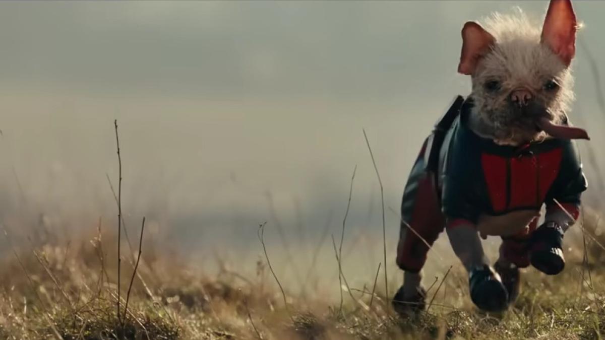 'Dogpool': ¿quién es el perro que debutará en Deadpool y Wolverine, que ...