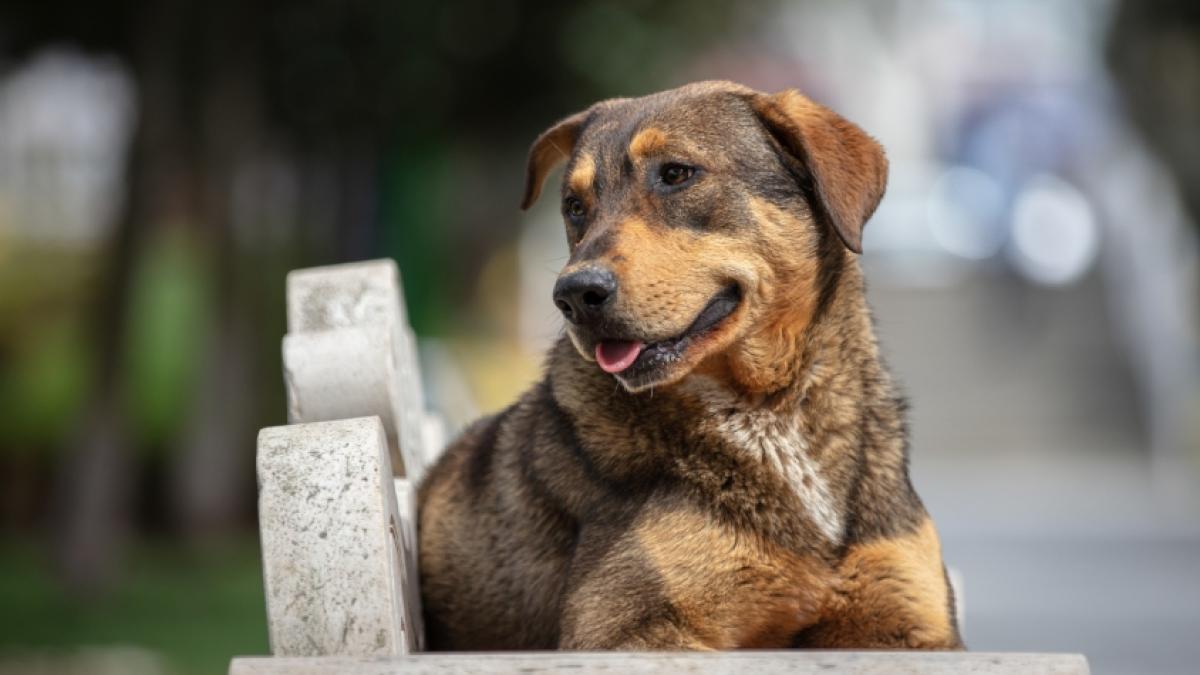 ¿Cuántos años vive un perrito criollo? Su expectativa de vida es ...