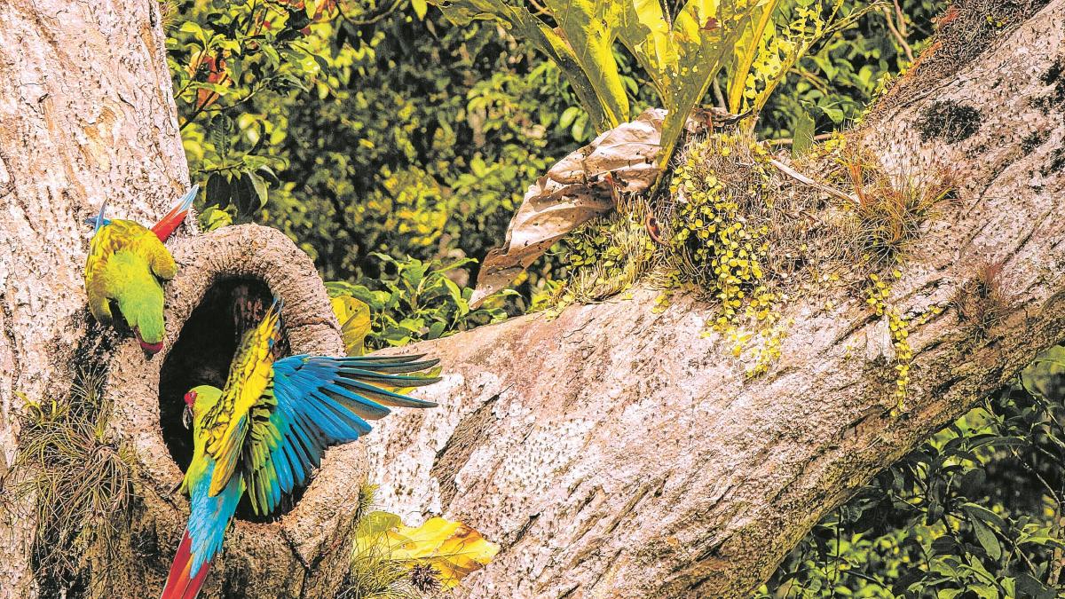 Foco en el conocimiento, protección y conservación de la biodiversidad