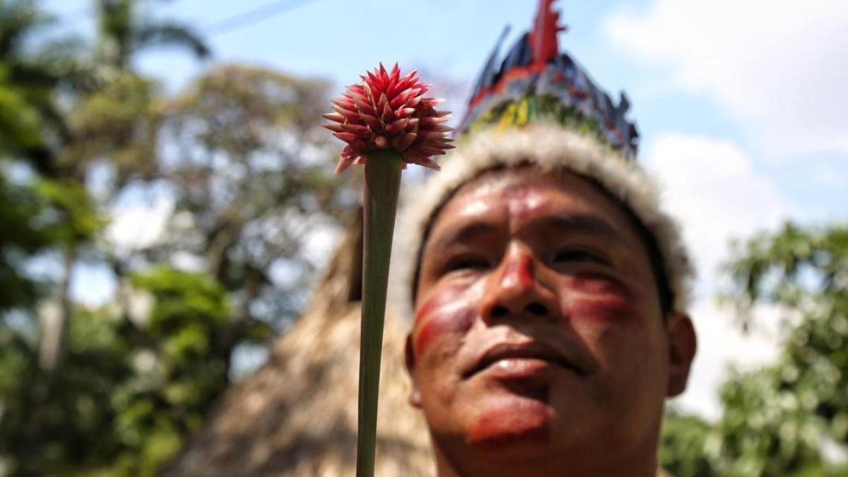 The Inirida flower, a gift to the world immortalized at COP16: story ...