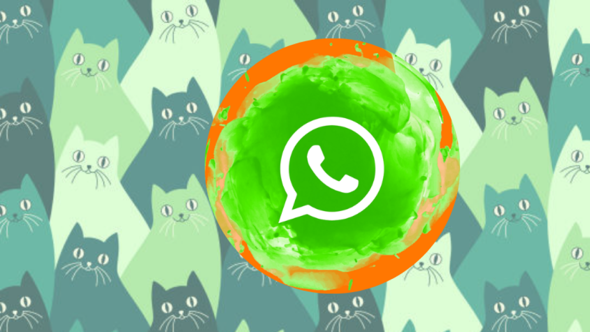 ¿Cómo activar el 'modo gato' en WhatsApp? Guía práctica para ...