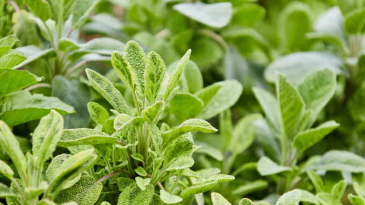 La hierba que es perfecta para condimentar y trae beneficios a su salud