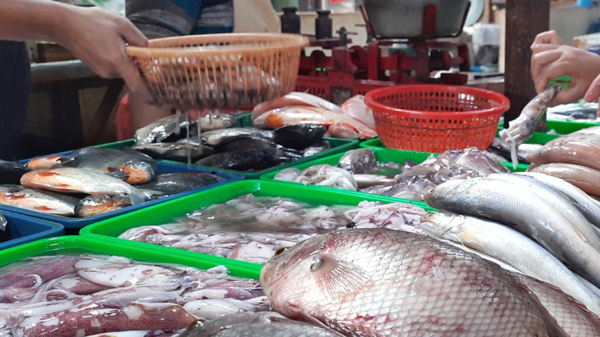 Así están en Corabastos los costos del pescado en febrero: mojarra ...