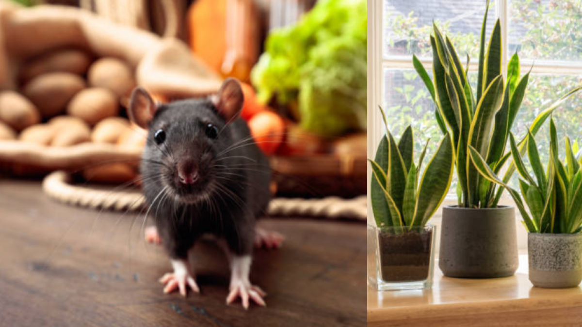 Cómo alejar a las ratas y los ratones del hogar: las cinco plantas que ...