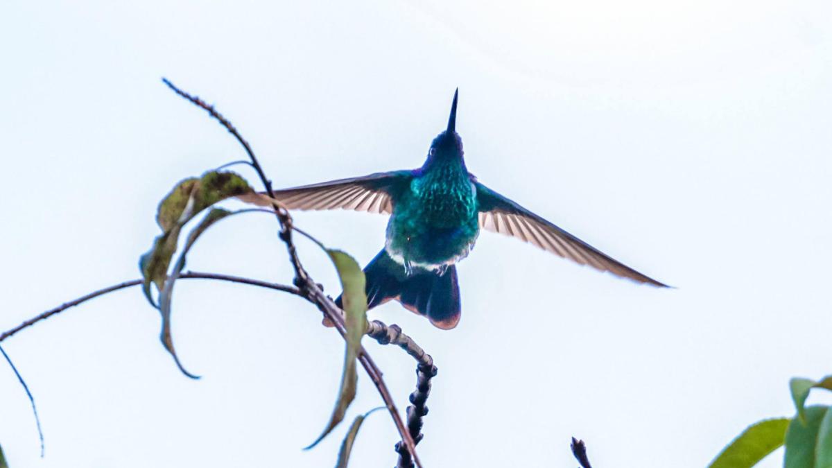 Bogotá suma 50 especies en el Global Big Day y descubre un nuevo ...