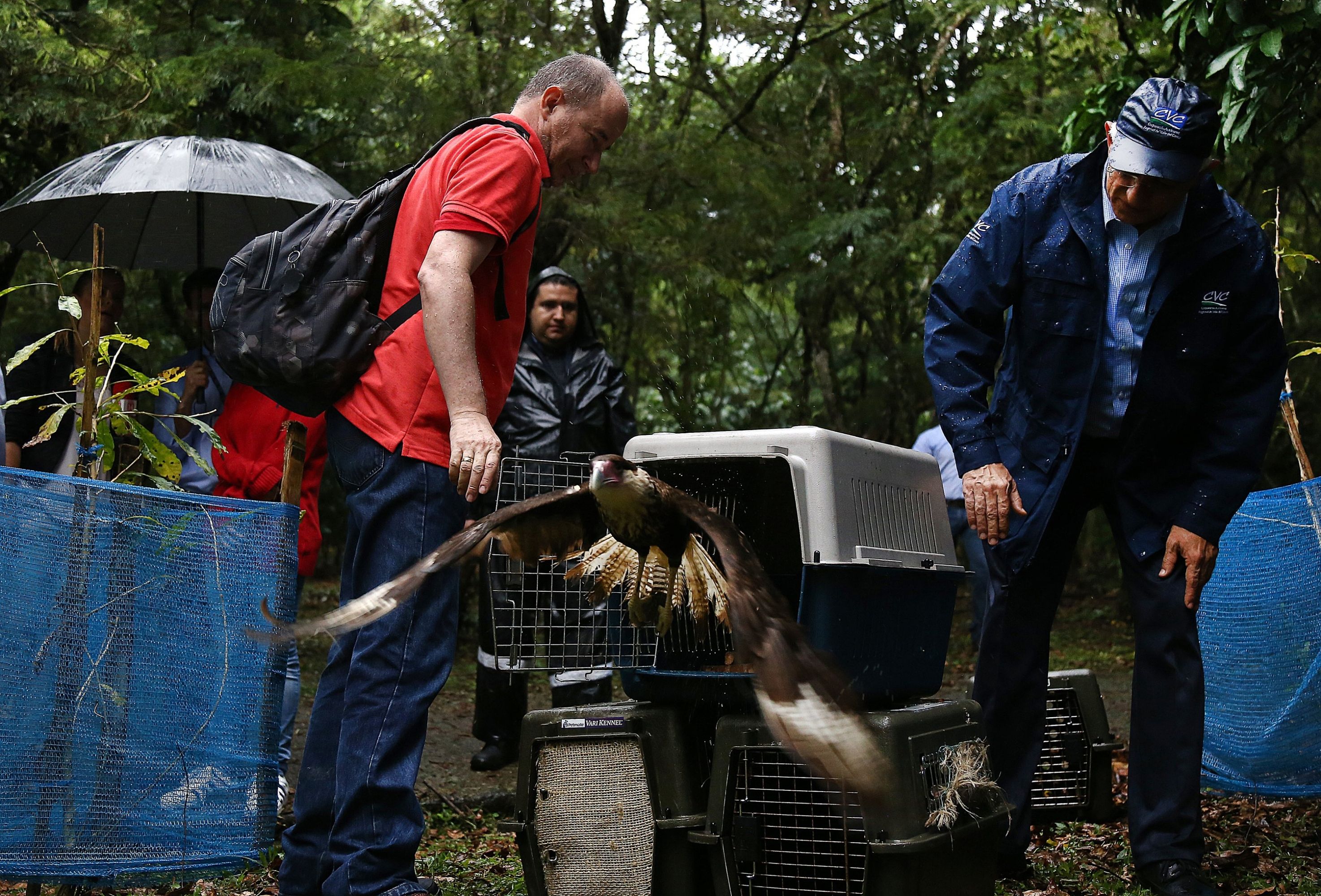 Liberación de aves en el Día Mundial de la Vida Silvestre
