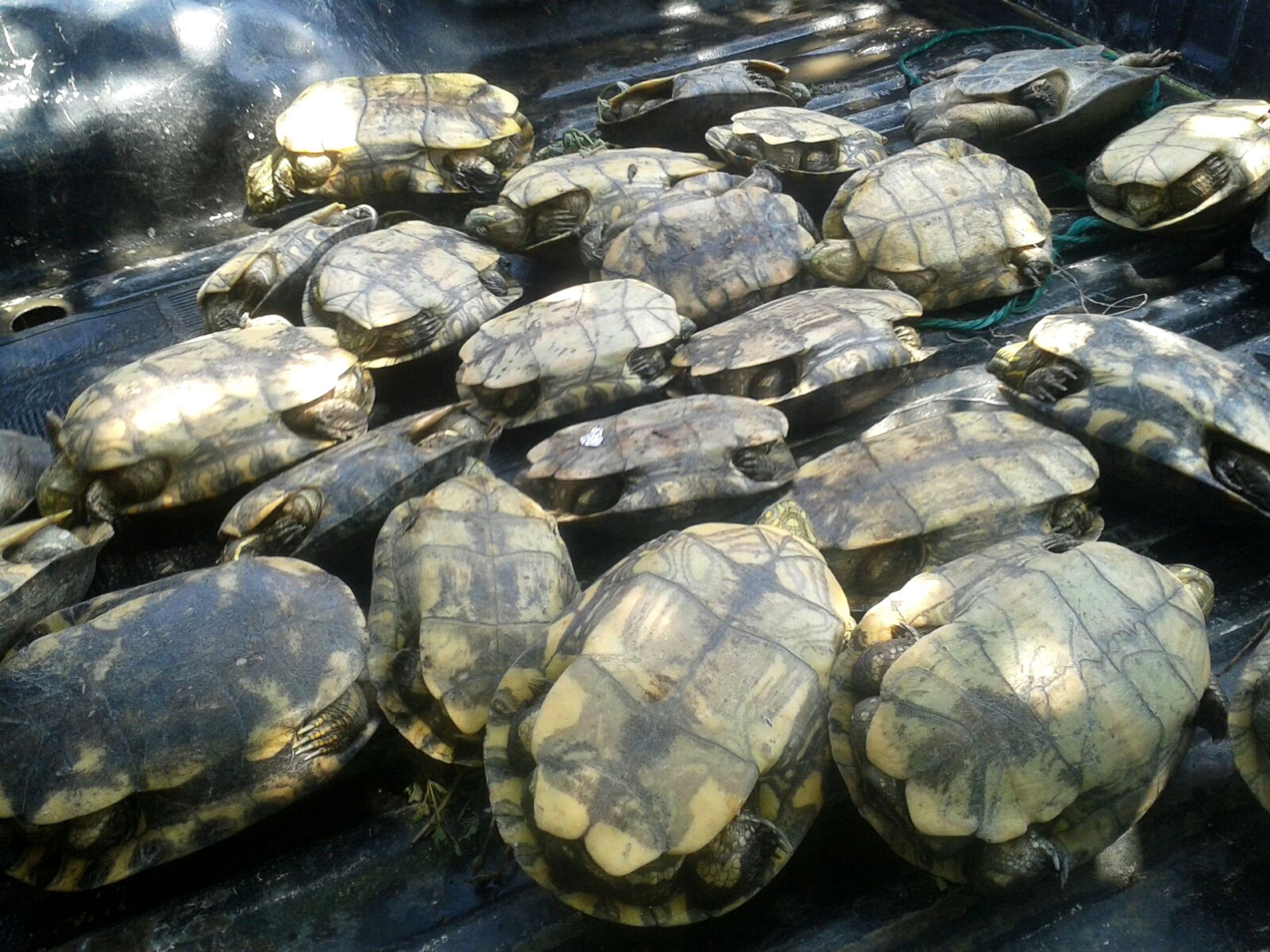 La Tortuga Sudamericana Gigante reaparece en ríos de la Amazonía brasileña