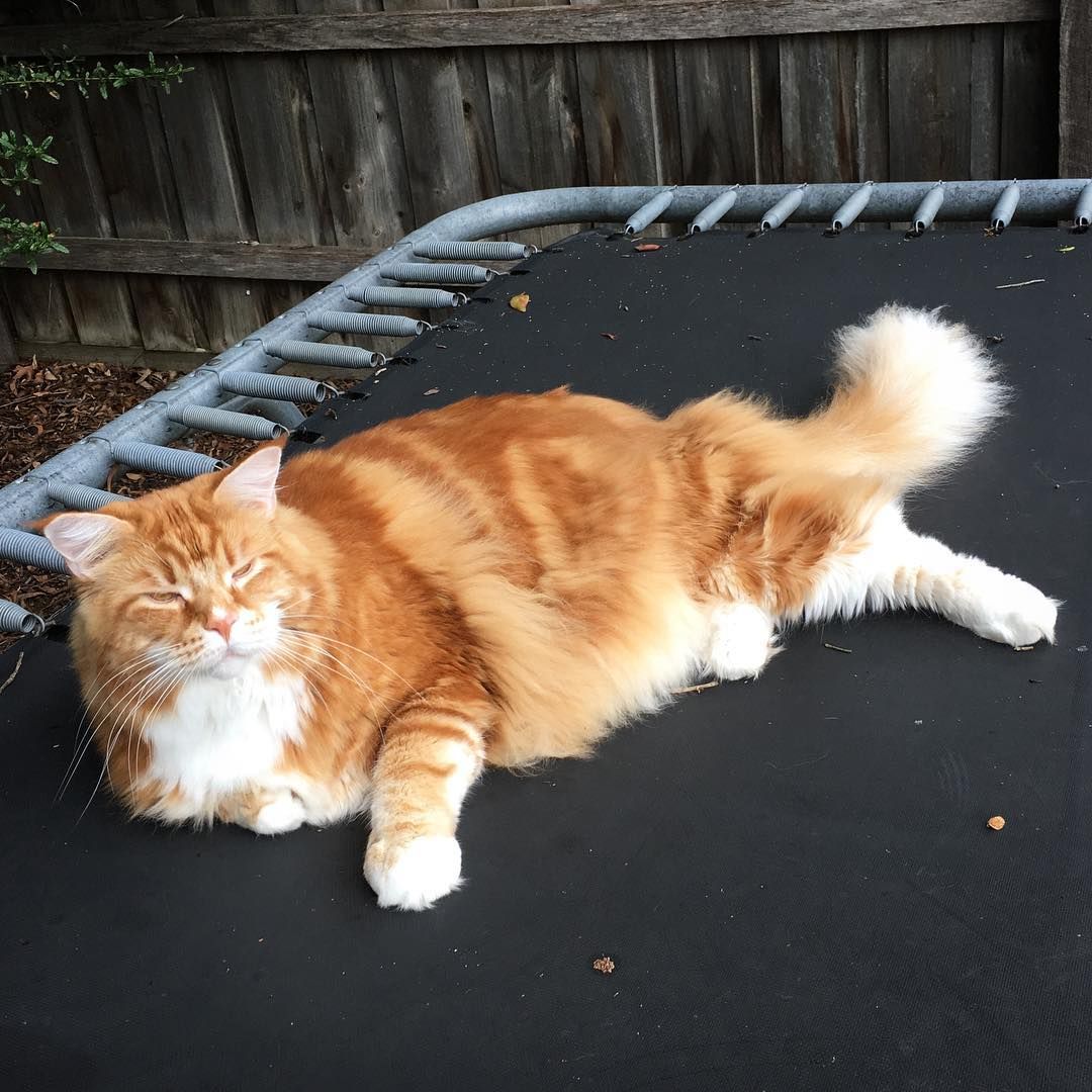El gato australiano más grande del mundo
