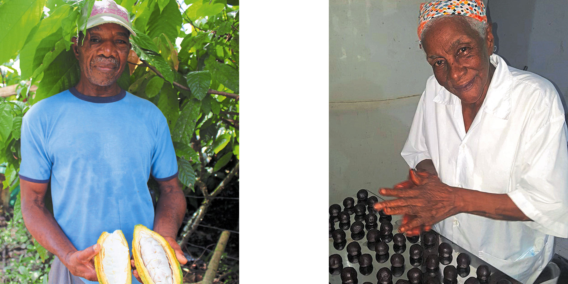 El cacao mueve la economía y la tradición en Tadó, Chocó