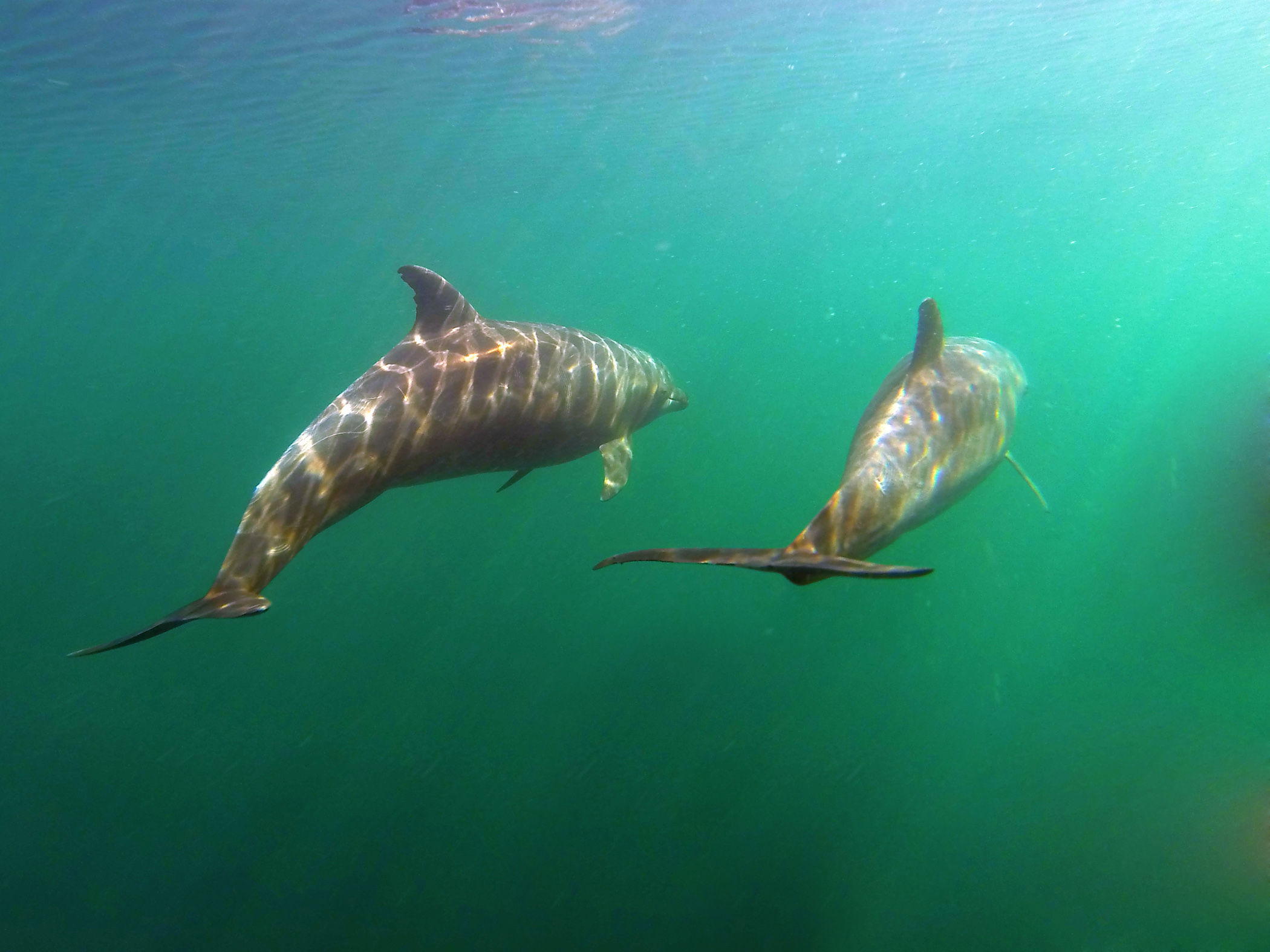 Los delfines crean grandes alianzas como los humanos