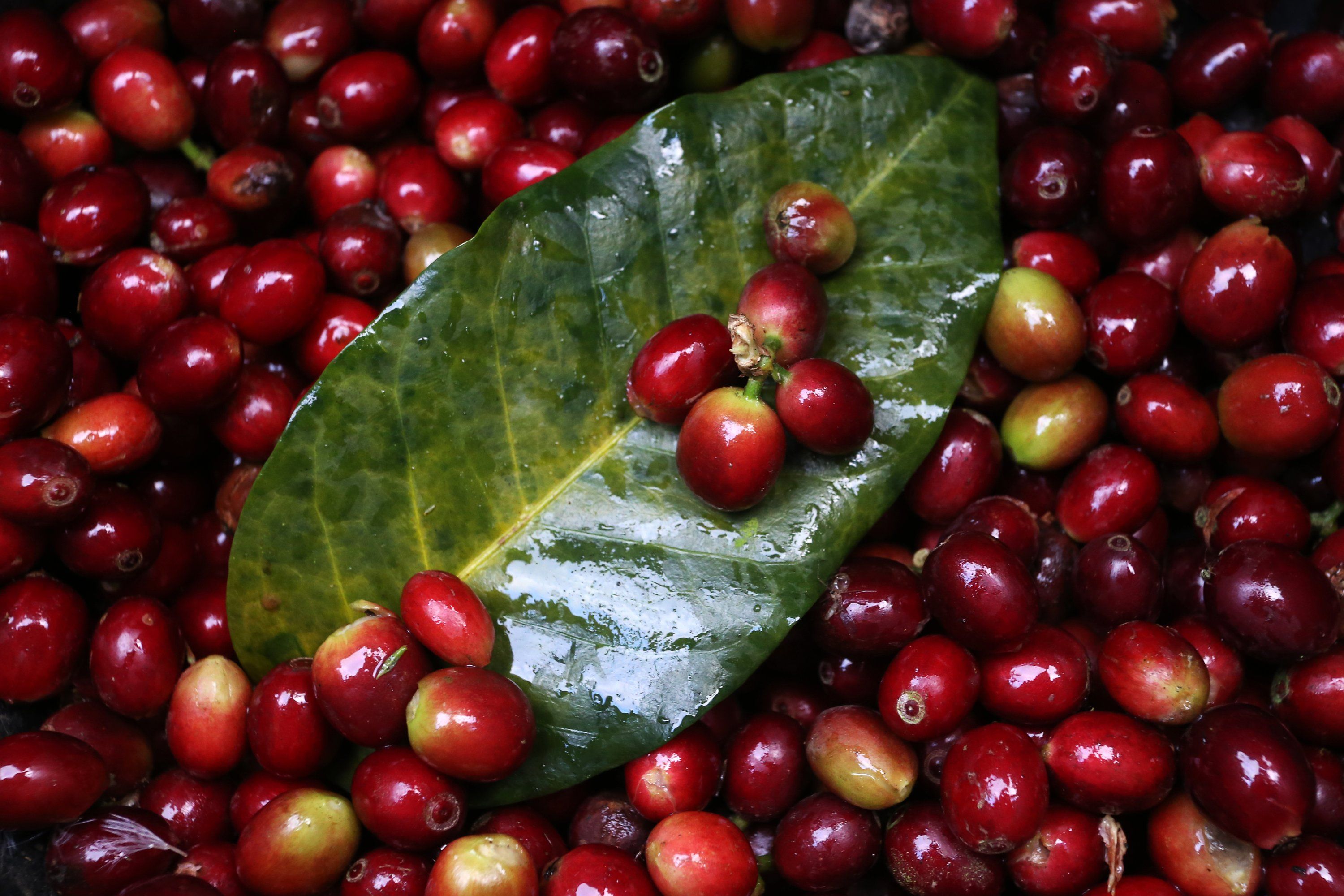 Conceptos básicos para conocer las variedades del café en Colombia