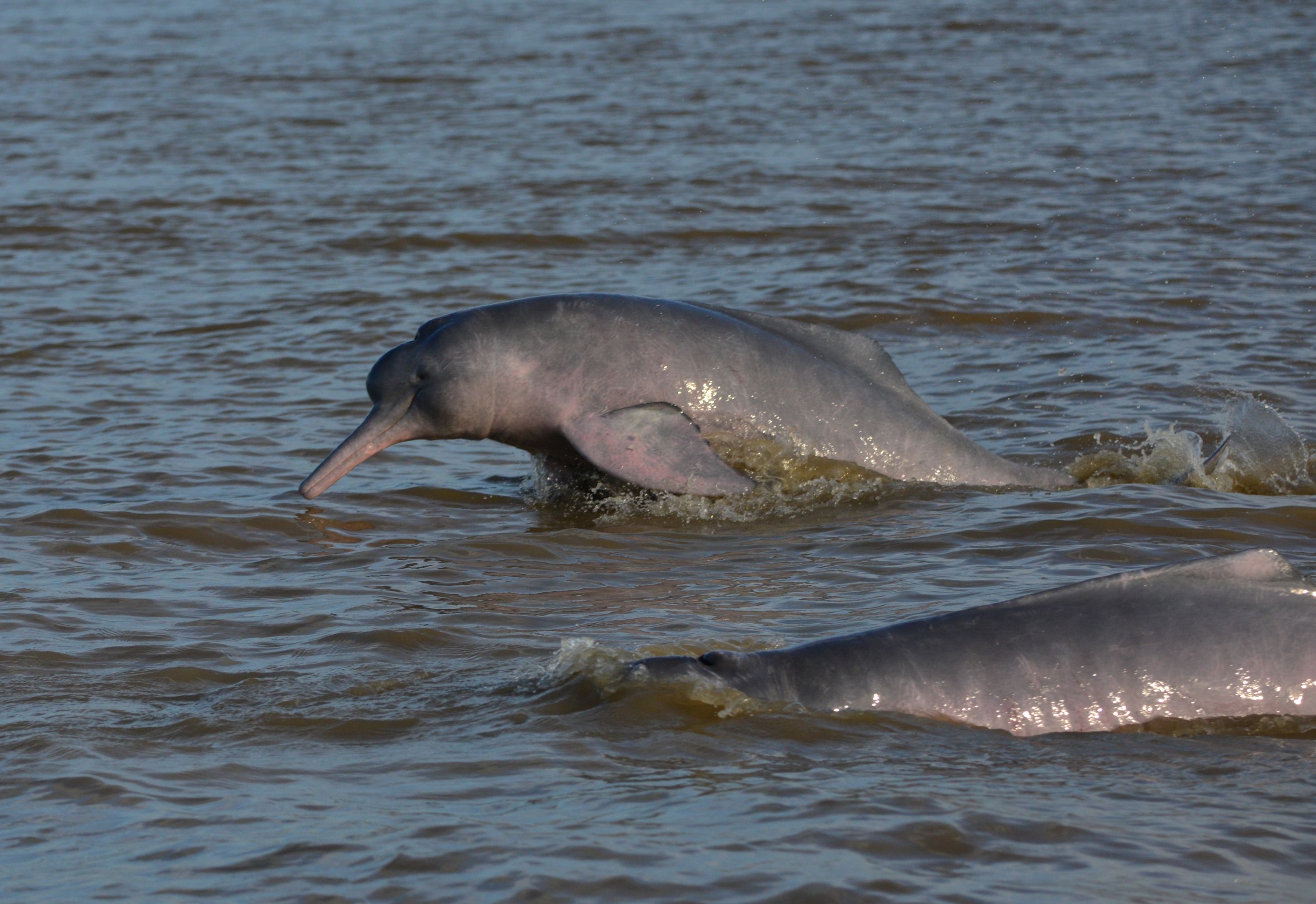 Científicos estudian la biodiversidad del fecundo río Arauca