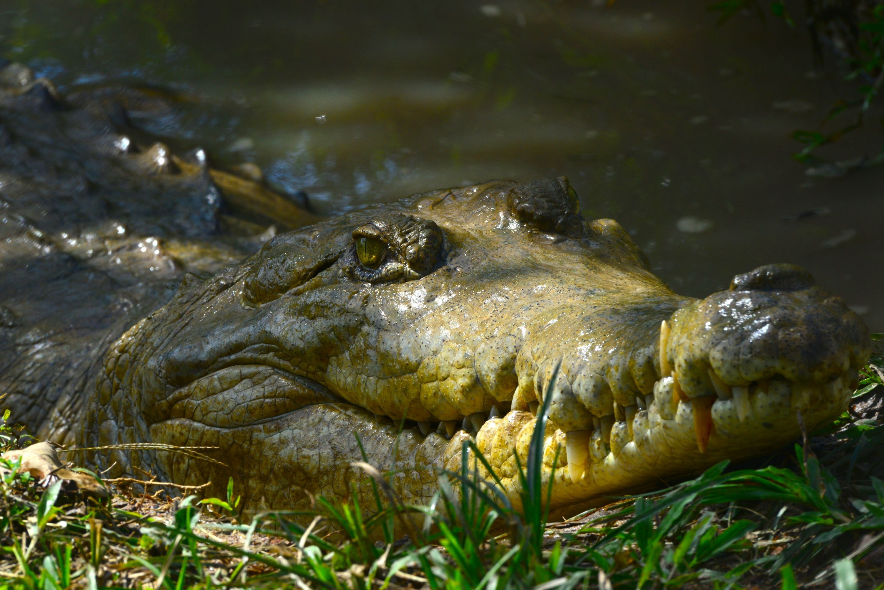Científicos estudian la biodiversidad del fecundo río Arauca