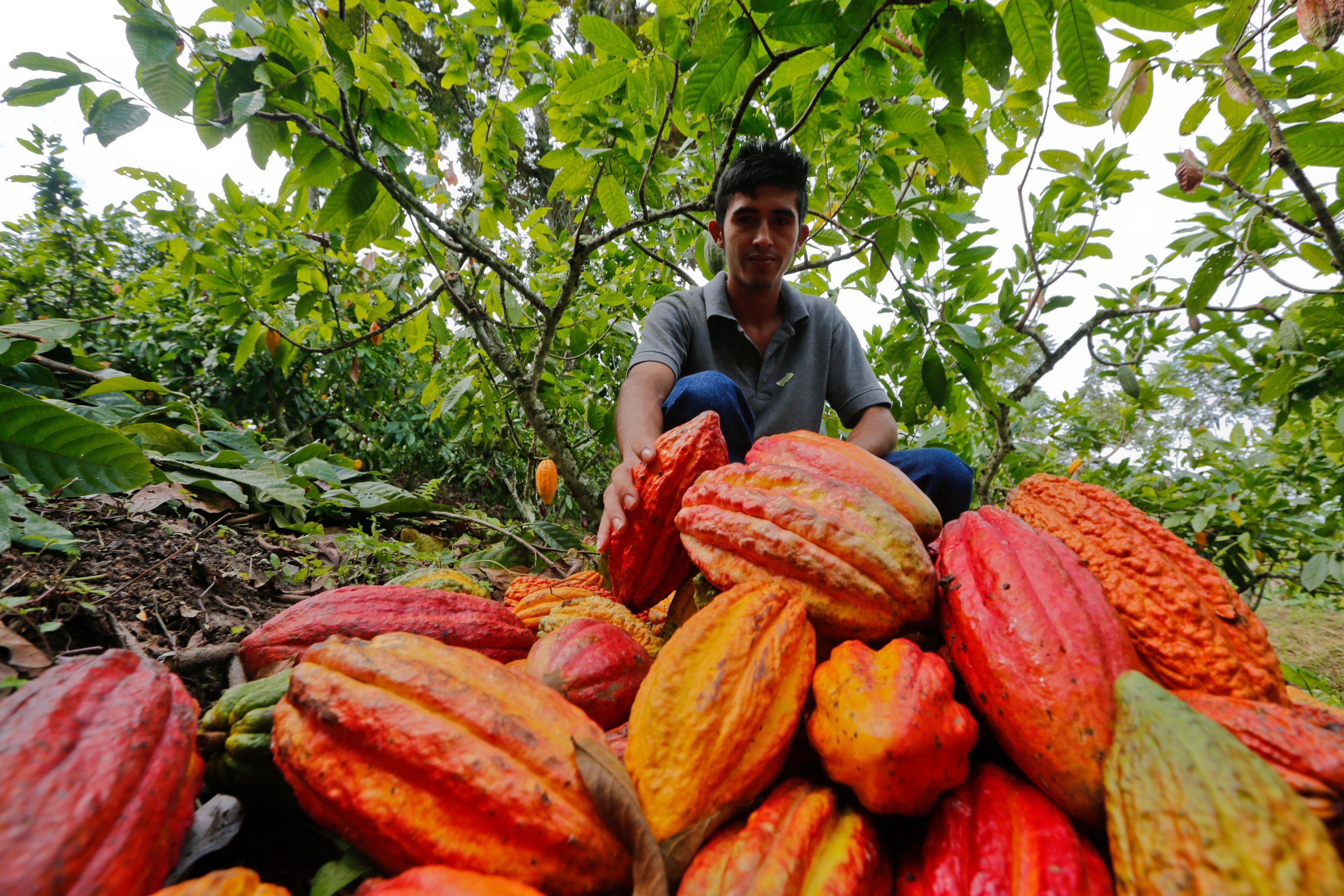 Precio del cacao: se cotiza a niveles récord de 10.000 dólares por tonelada