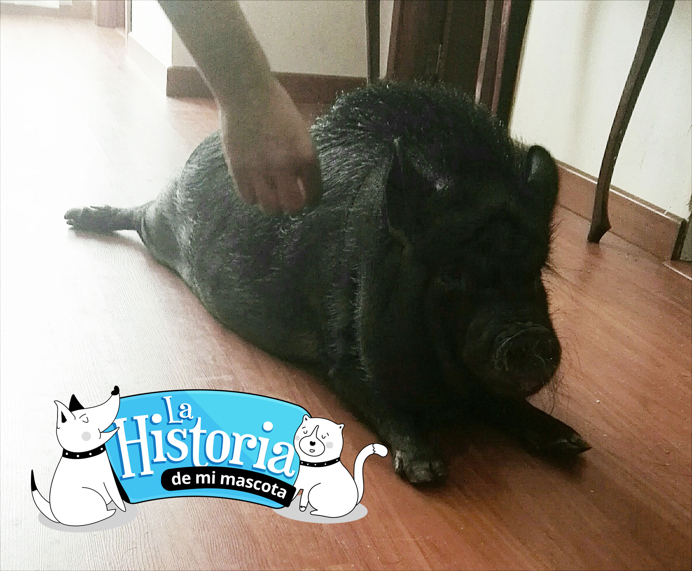 La historia de tener un cerdo mini pig como mascota