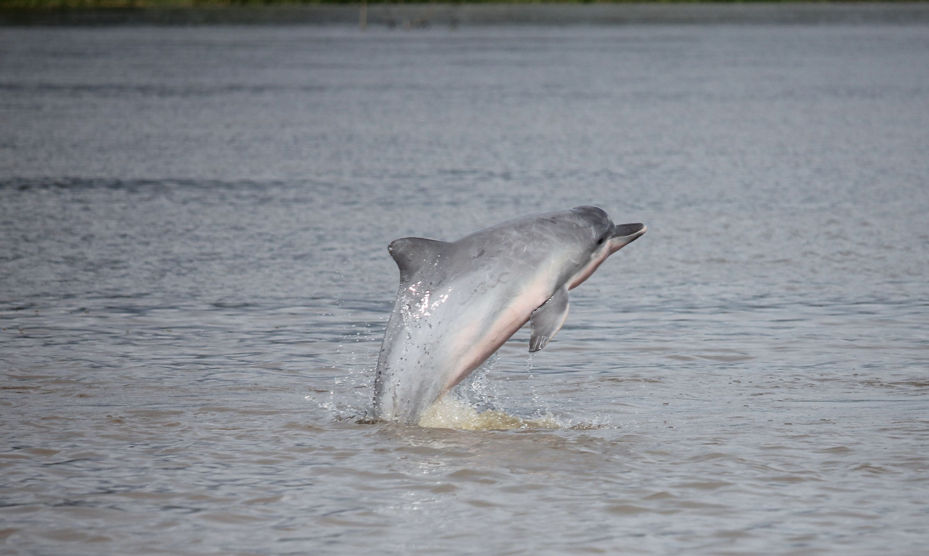 ¿Por qué murieron 110 delfines rosados en el Amazonas de Brasil? Clima ...