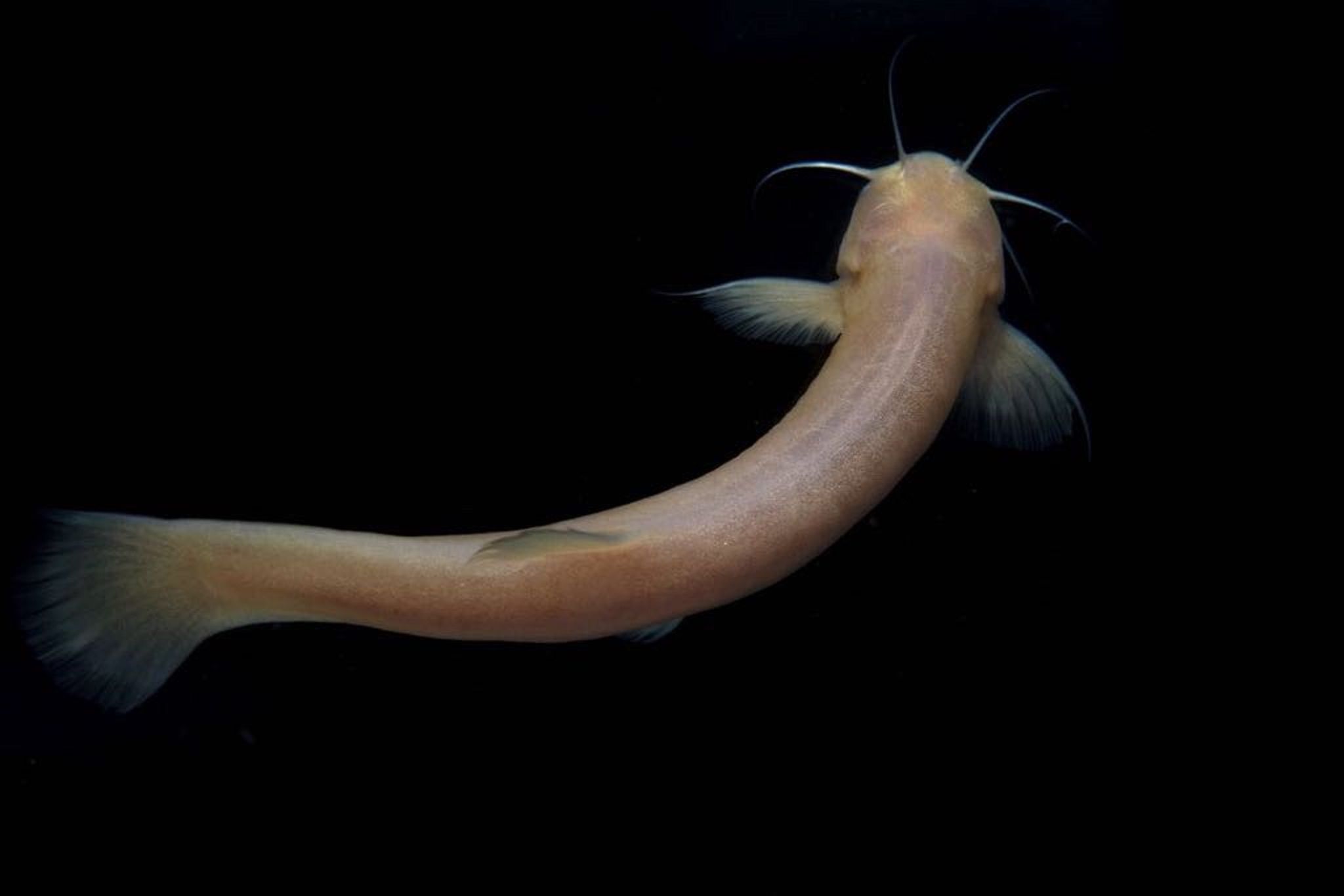 Especie de pez ciego descubierta en Santander