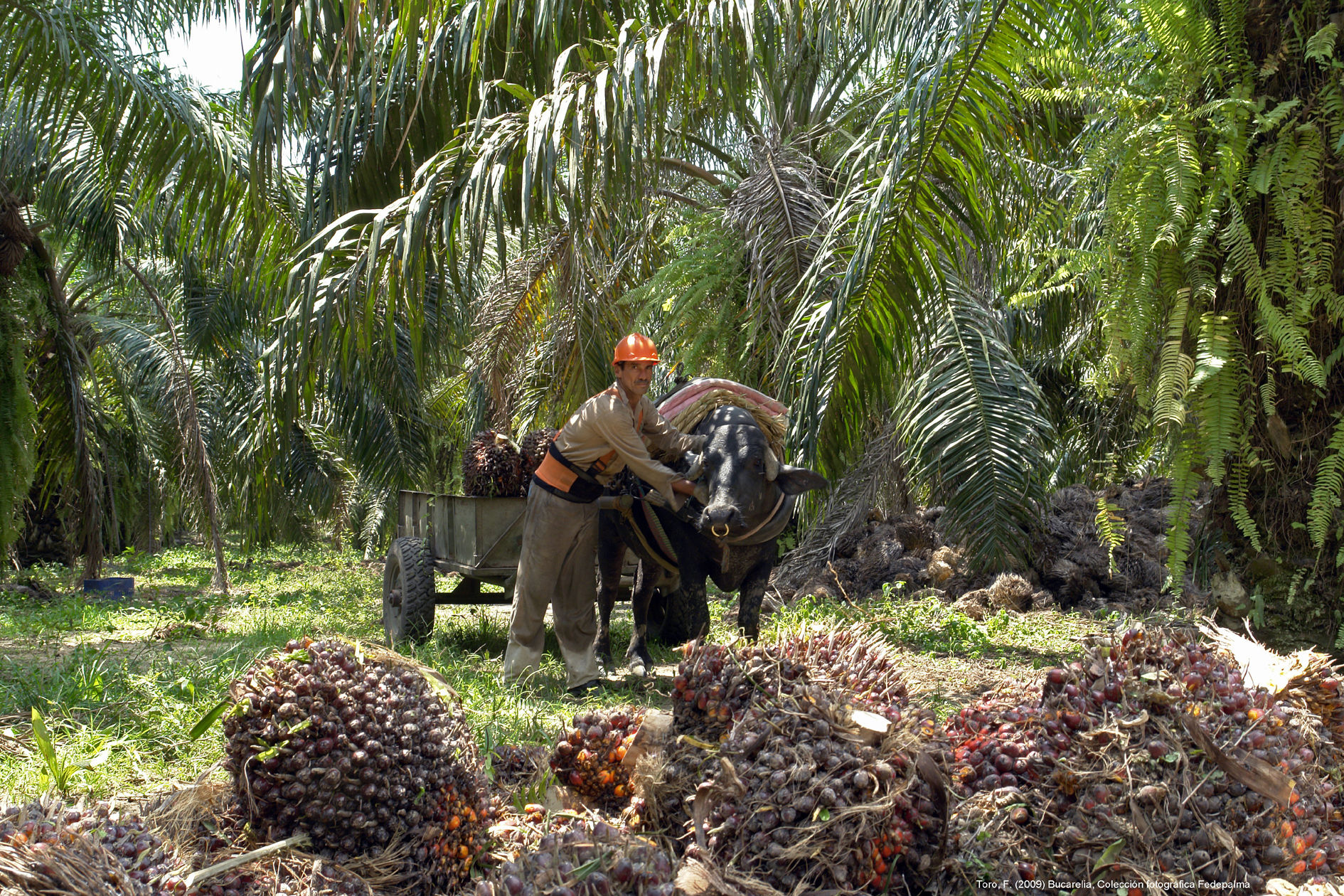 Daabon, número 1 del mundo en producción sostenible de aceite de palma