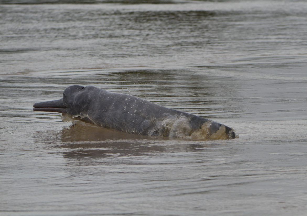 Delfines rosados del Amazonas están en peligro por el cambio climático