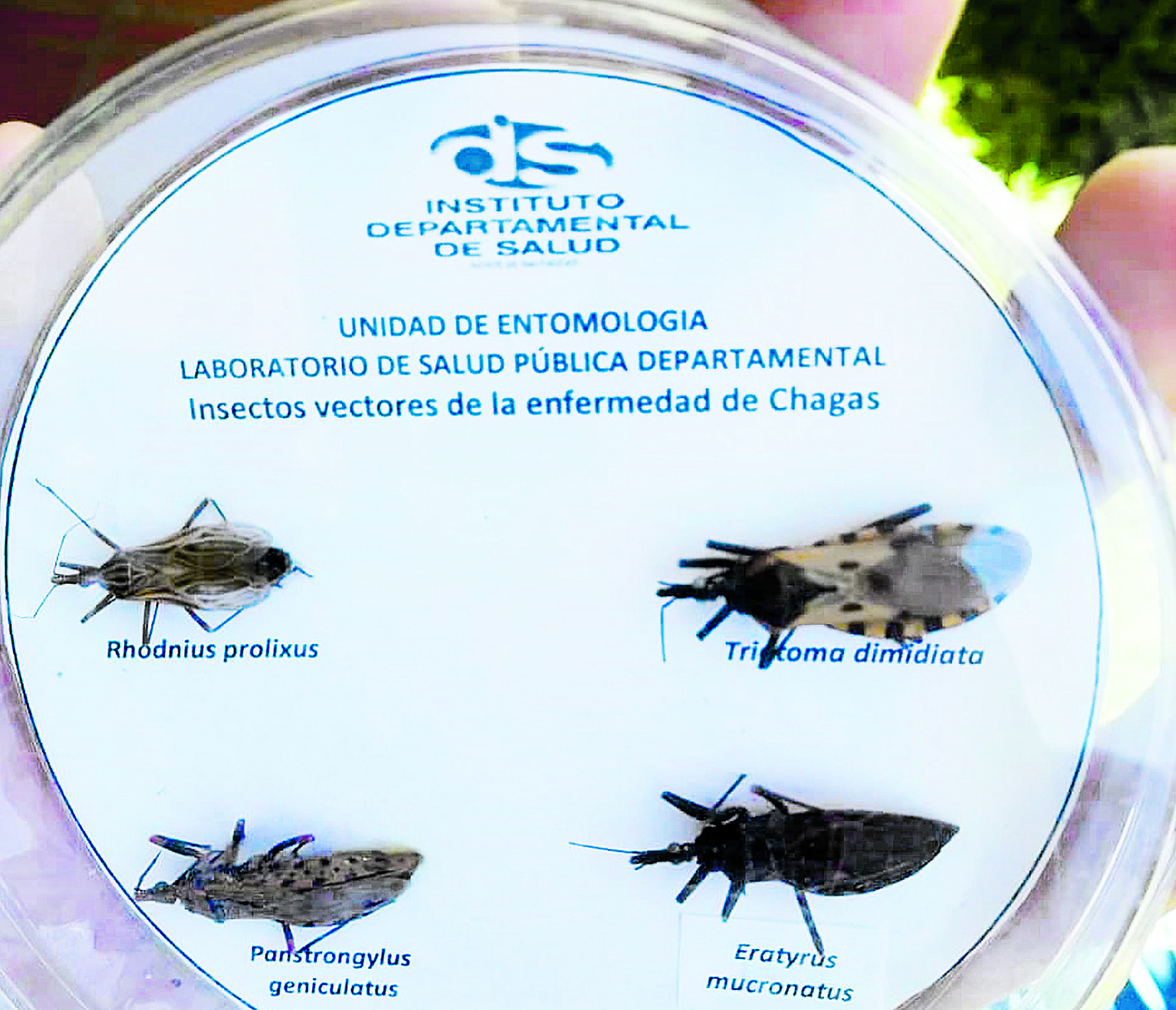 Mal de chagas: cuáles son los síntomas y cómo prevenirlo