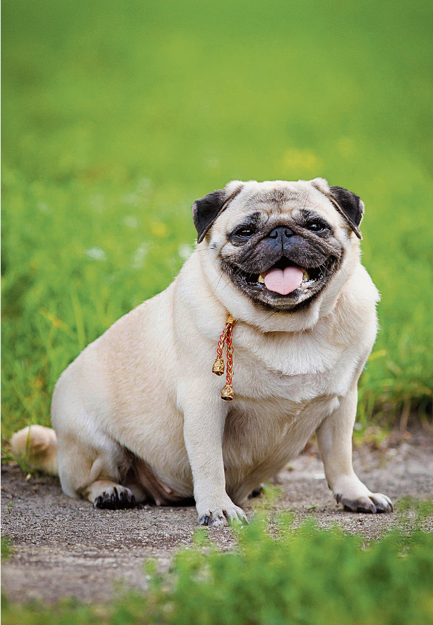 Obesidad canina: causas, riesgos y cómo prevenirla