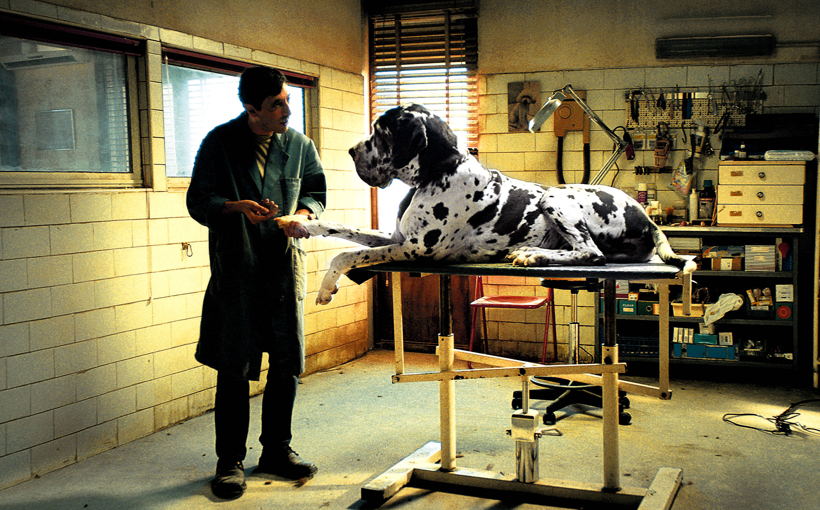 ‘Dogman’, una película descarnada sobre lo más profundo del ser humano