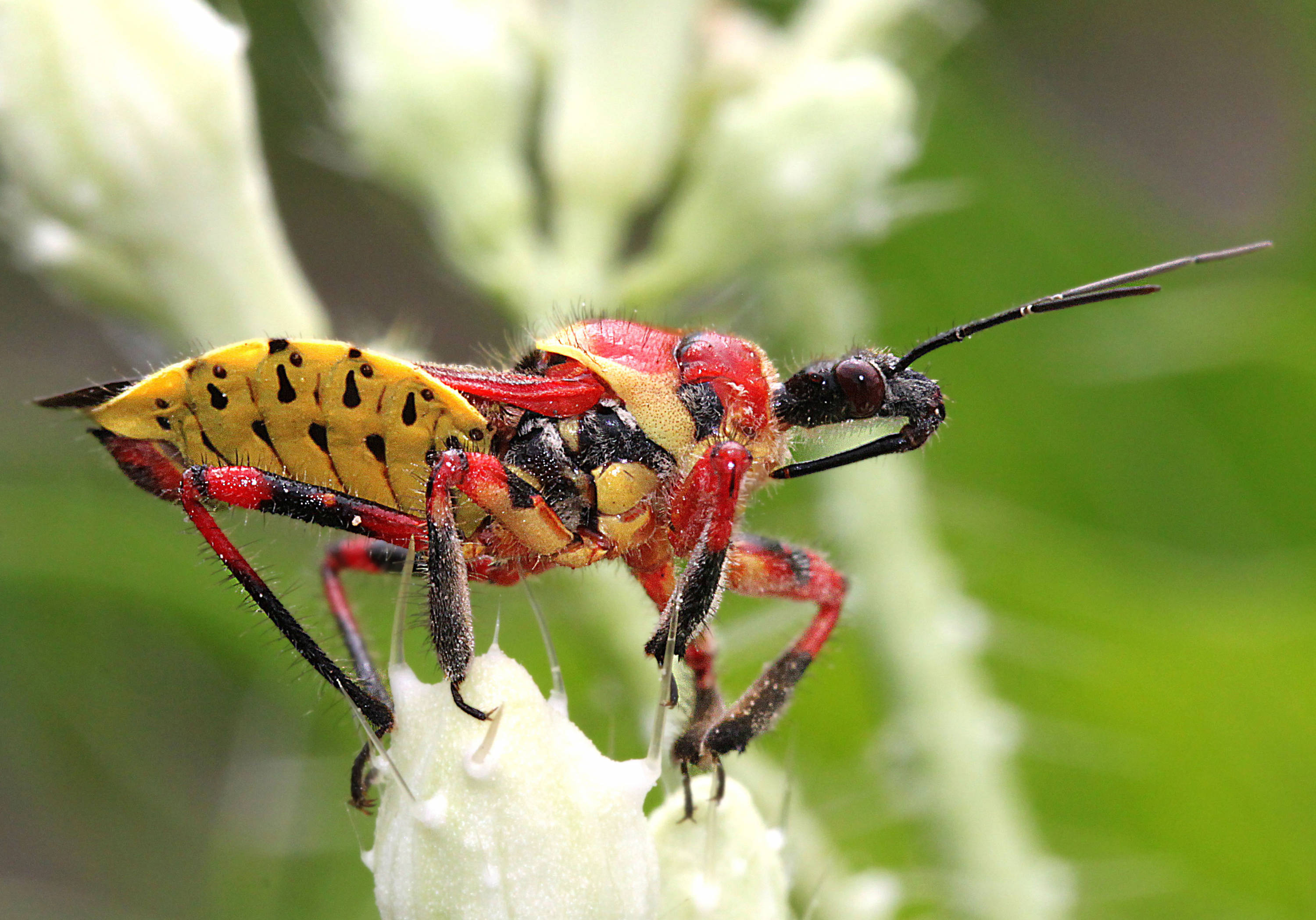 Insectos en Colombia, la vida secreta de los chinches