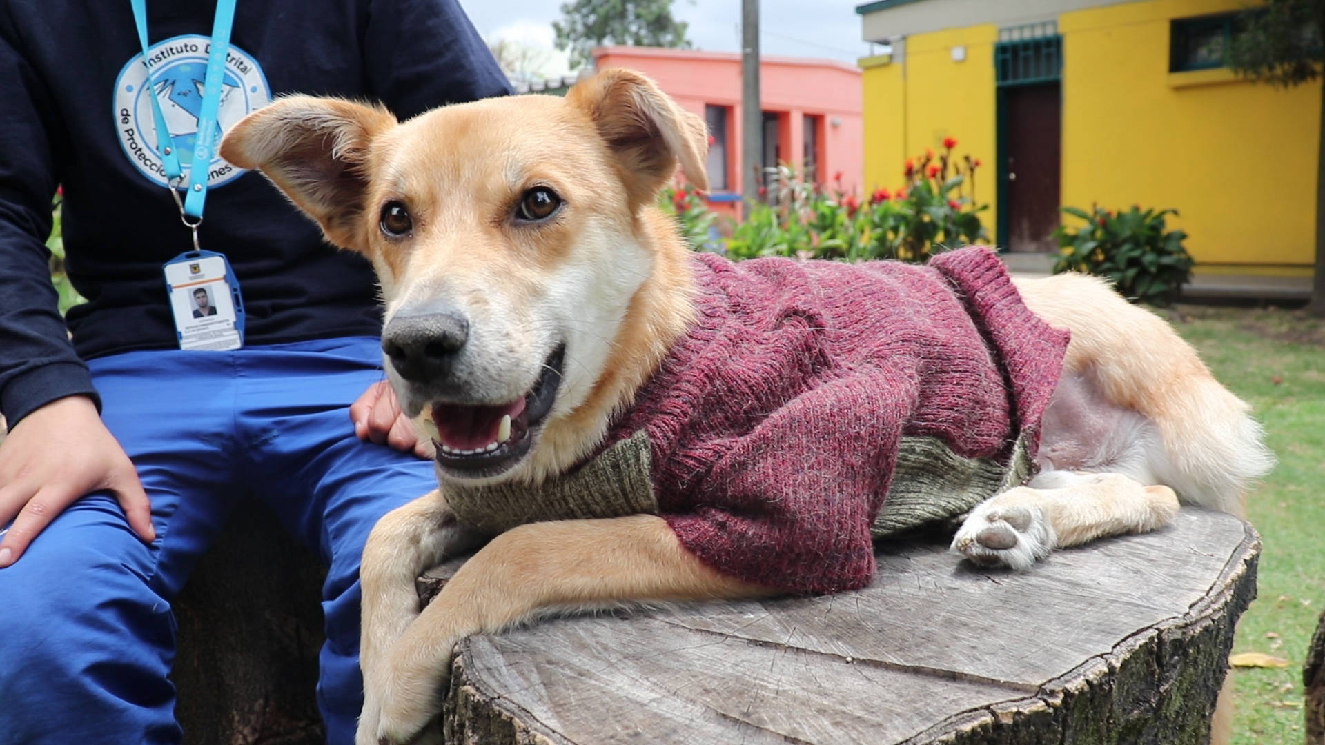 ¿En dónde puedo adoptar un perro en Bogotá y cuáles son los requisitos?