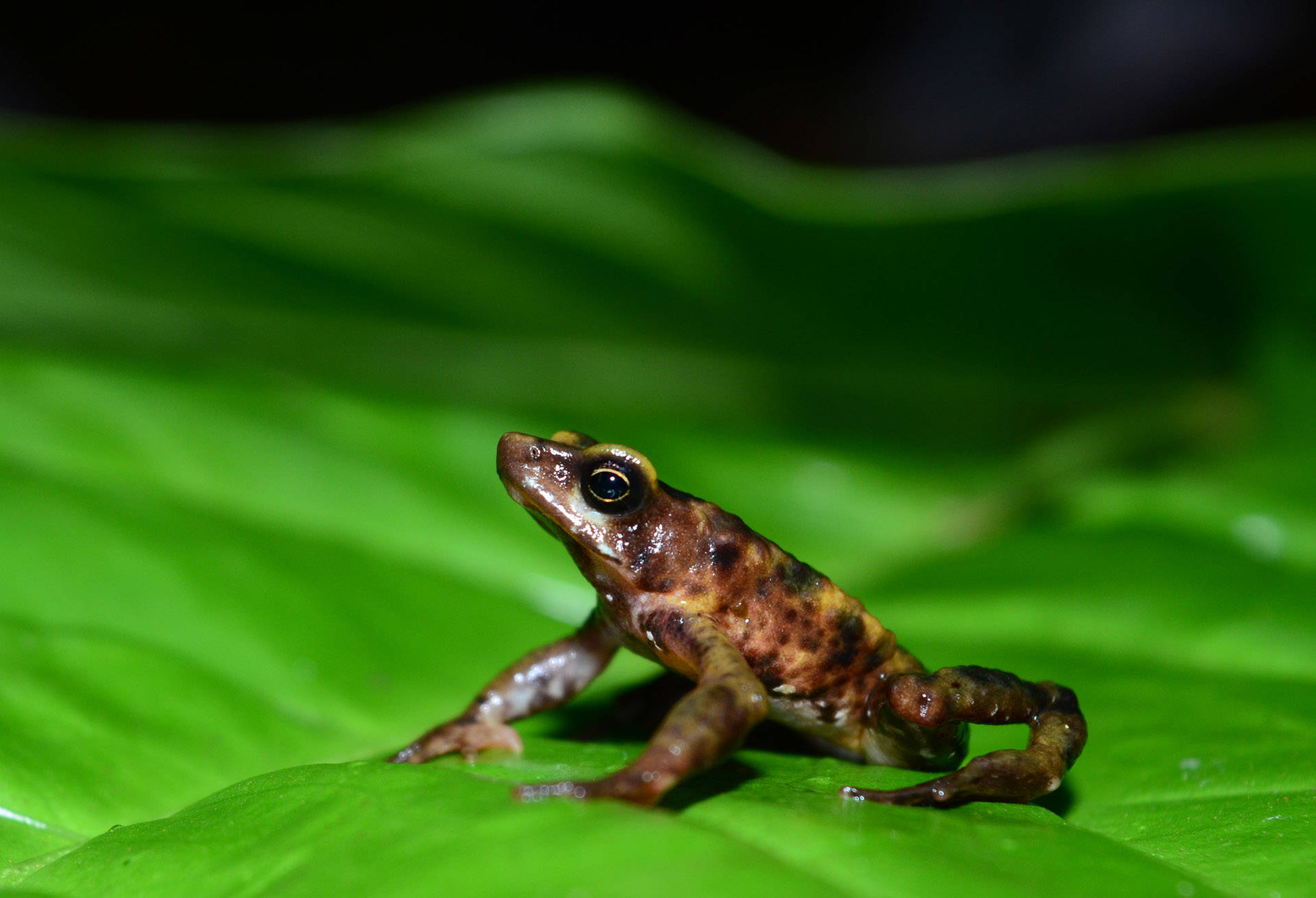 Así intentan salvar dos especies de ranas en peligro de extinción